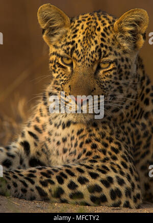 A close up shot of an African Leopard Stock Photo - Alamy