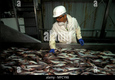 Unisea Pollock Processing Plant, Dutch Harbor, Unalaska Island ...