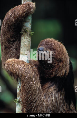 MANED SLOTH Bradypus torquatus Bahia, eastern Brazil, South America ...
