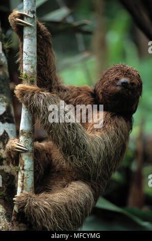 MANED SLOTH Bradypus torquatus Bahia, eastern Brazil, South America ...