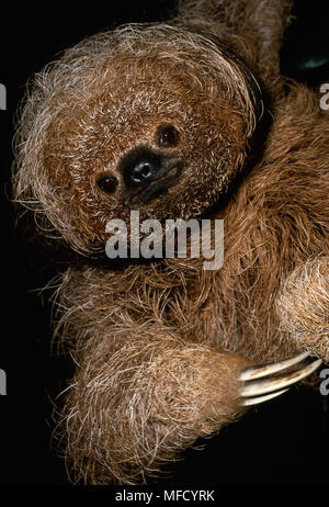 MANED SLOTH Bradypus torquatus Bahia, eastern Brazil, South America ...