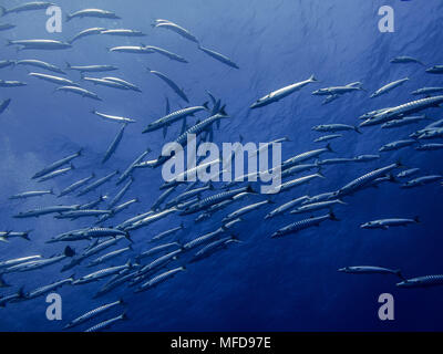 Bancs argentés de Bécune de Heller, poisson de la famille des ...