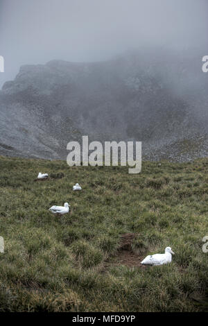Group of wandering albatrosses (Diomedea exulans) near a large iceberg ...