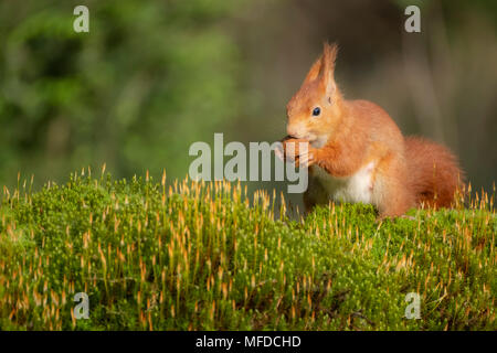 beautiful red squirrel sits outside in the green moss and tries to ...