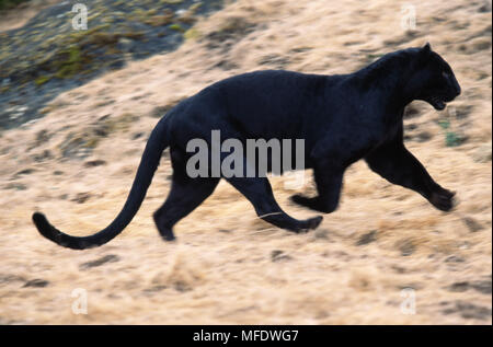 Black Panther (Panthera pardus) stalking, side view Stock Photo - Alamy