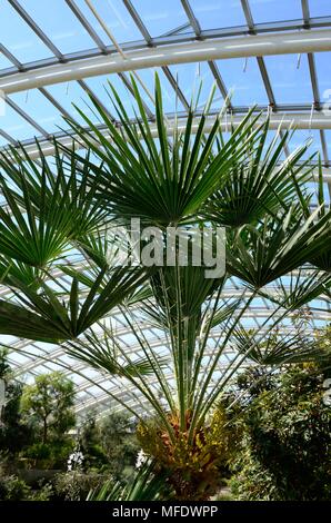 Chamaerops humilis, mediterranean fan palm, palm tree with green round small fruits, with fan ...