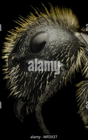 Macro Photography of Head of Black Ant on The Floor Stock Photo - Alamy