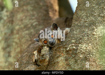 Weasel sportive lemur (Lepilemur mustelinus), Berenty, Madagascar Stock ...
