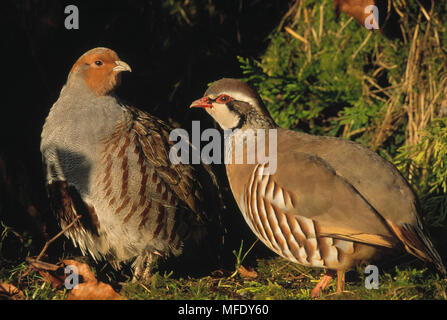grey partridge, gray-legged partridge, English partridge, Hungarian ...
