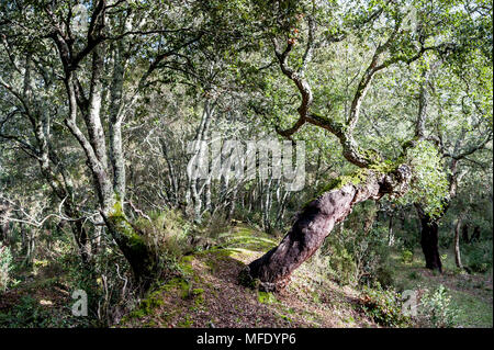 The beautiful rugged forrest in the interior of Corsica, France in ...
