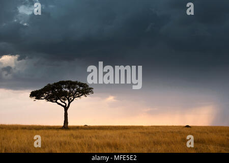 A lone ficus tree is silhouetted against a late afternoon rain storm ...