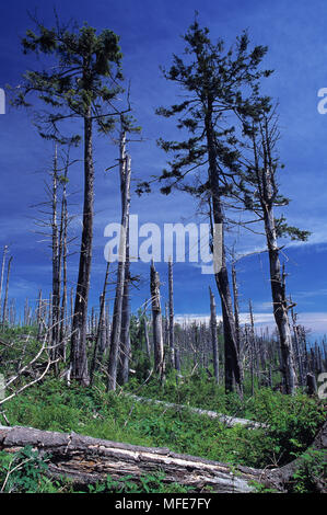 Acid rain: damage to conifer forest near Fern Pass, Austria. The damage ...