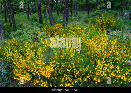 Pyrenean Oak forest and Common Broom, Sierra de Guadarrama, Madrid ...
