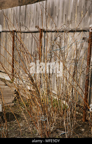 Bush without leaves in early spring Stock Photo - Alamy