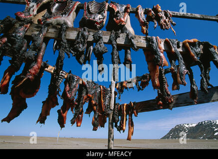 A NATIVE OF ST. LAWRENCE ISLAND, ALASKA Eskimo or Eskimos is a term ...