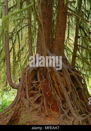 Tsuga heterophylla Western Hemlock regeneration on an ancient woodland ...