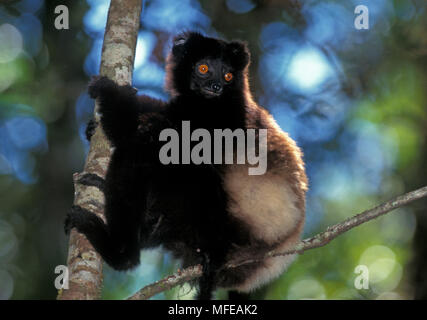 Milne-Edwards' diademed sifaka lemur (Propithecus diadema edwardsi ...