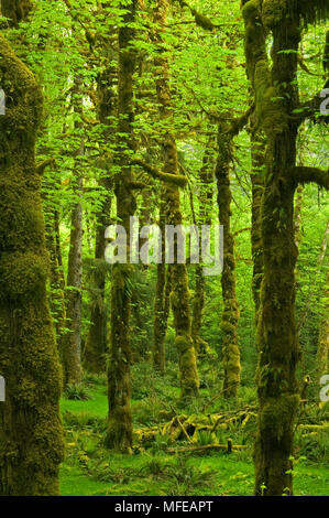Temperate rainforest interior, Olympic National Park, Washington Stock ...