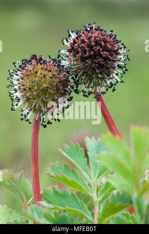 Acaena magellanica at the Sub Antarctic Plant House, Royal Tasmanian ...