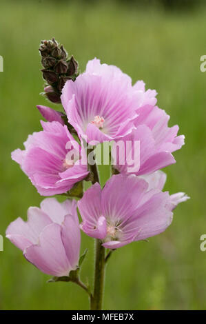 checkerbloom (Sidalcea malviflora Stock Photo - Alamy