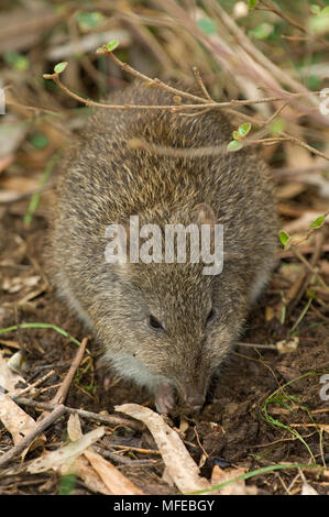 Long-nosed potoroos (Potorous tridactylus), rat kangaroos, rat ...