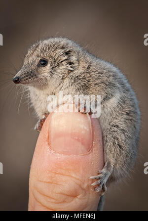 Gile's Planigale (Planigale gilesi), Fam. Dasyuridae, One of the ...