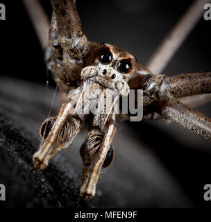 Deinopis spp: Net casting spider Stock Photo - Alamy