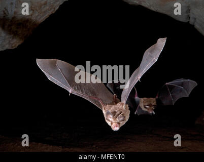 Eastern Horseshoe Bat (Rhinolophus megaphyllus), Fam. Rhinolophidae ...