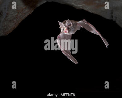 Eastern Horseshoe Bat (Rhinolophus megaphyllus), Fam. Rhinolophidae ...