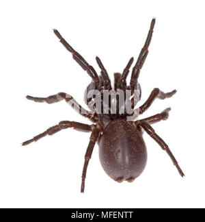 Tree Funnelweb Spider (Hadronyche formidabilis), Fam. Hexathelidae ...