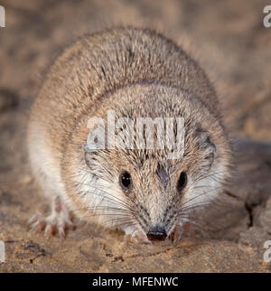 Gile's Planigale (Planigale gilesi), Fam. Dasyuridae, One of the ...