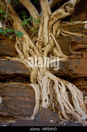 Fig Tree (Ficus spp.), The roots of this fig stradle a cliff face ...