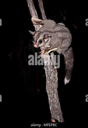 Sugar Glider (Petaurus breviceps), Fam. Petauridae, Marsupialia ...
