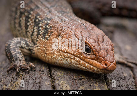 Cunningham Skink (Egernia cunninghami), Fam. Scincidae, Tuggolo State ...