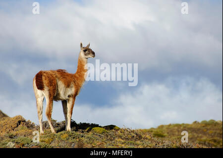 . The guanaco is native to the arid, mountainous regions of South ...