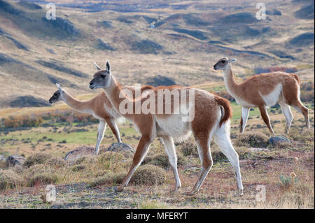 . The guanaco is native to the arid, mountainous regions of South ...