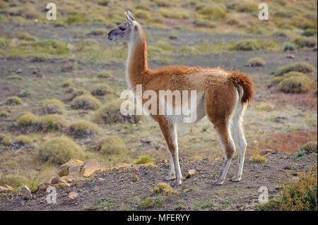 . The guanaco is native to the arid, mountainous regions of South ...