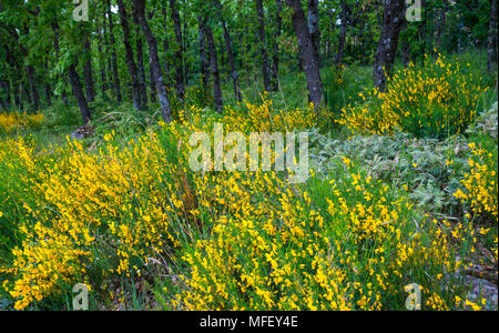 Pyrenean Oak forest and Common Broom, Sierra de Guadarrama, Madrid ...