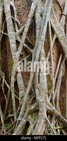 Fig tree, Lamington national park, Queensland (Ficus bengalensis ...