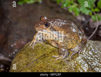 Banjo Frog (Limnodynastes dumerolii), Fam. Myobatrachidae ...