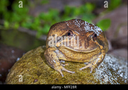 Banjo Frog (Limnodynastes dumerolii), Fam. Myobatrachidae ...