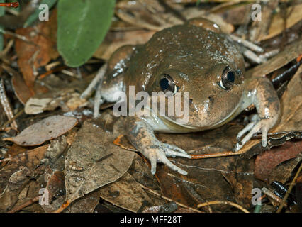 Banjo Frog (Limnodynastes dumerolii), Fam. Myobatrachidae ...