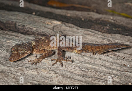 Leaf-tailed Gecko (Saltuarius kateae), Fam. Carphodactylidae, the ...