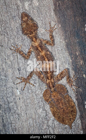 Leaf-tailed Gecko (Saltuarius kateae), Fam. Carphodactylidae, the ...