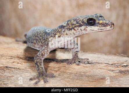 Ocellated velvet gecko (Oedura monilis), Fam. Gekkonidae, Warrumbungle ...