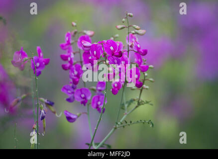 Smooth Darling Pea (Swainsona galegifolia Stock Photo - Alamy