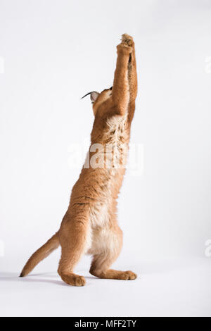 Caracal Felis caracal A small predatory cat jumping Against white ...