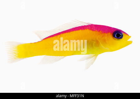 Diadem Dottyback, Pseudochromis diadema Stock Photo - Alamy