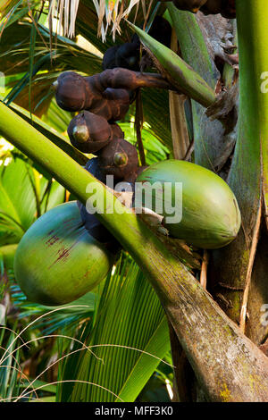 Coco de Mer palm (Lodoicea maldivica) male, endemic to the islands of ...