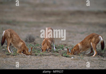ETHIOPIAN WOLF digging for rodents Canis simensis Bale Mountains Nat'l ...